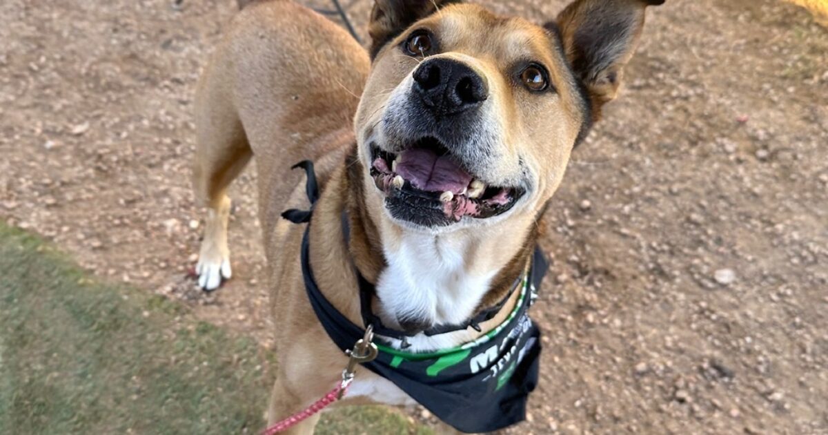 Austin Pets Alive! | Catero