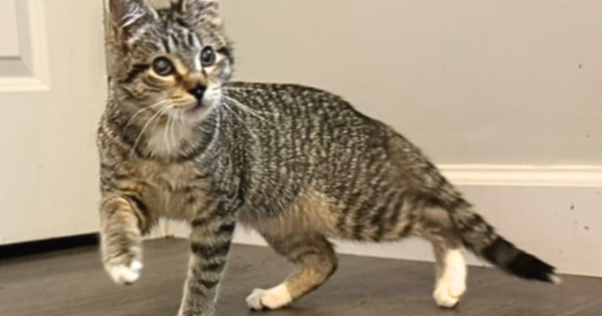 Austin Pets Alive! | Wishingstar 25
