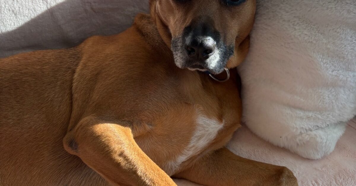 Austin Pets Alive! | Honey