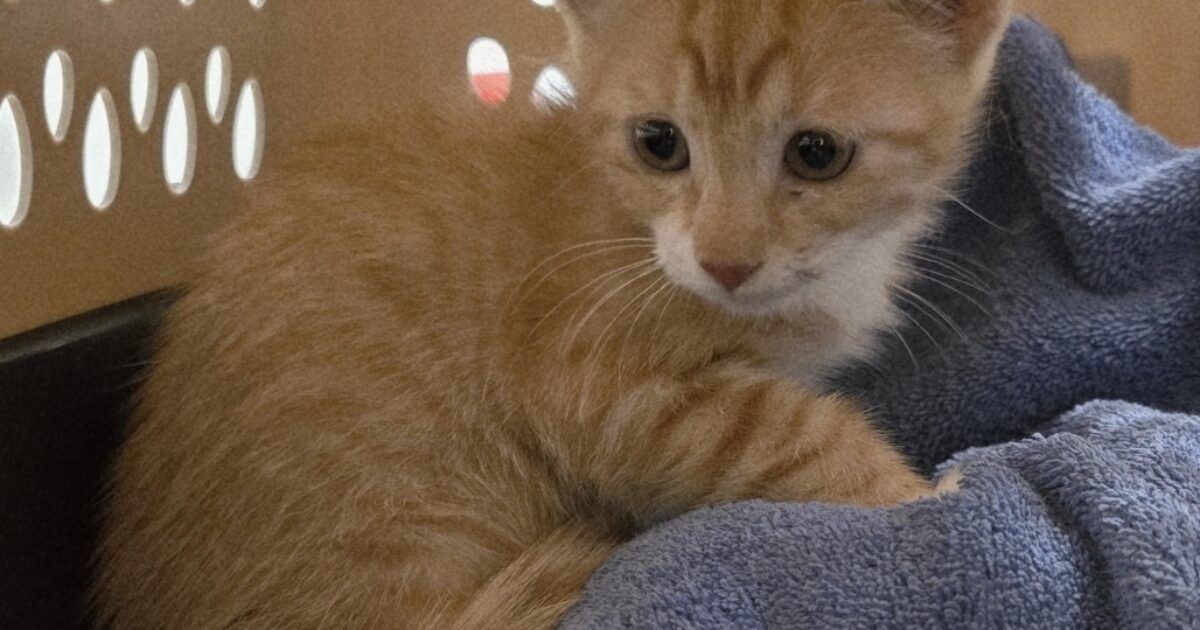 Austin Pets Alive! | Caniac Combo