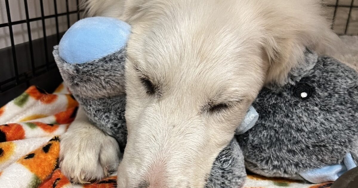 Austin Pets Alive! | Cirrus