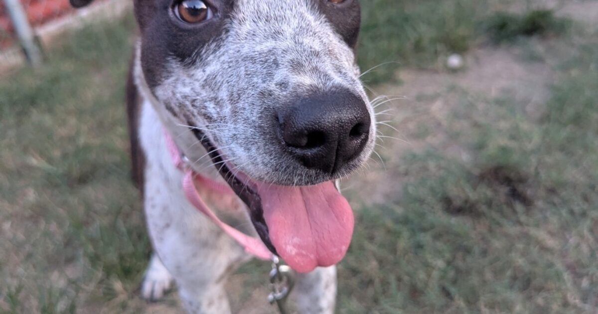 Austin Pets Alive! | Huck