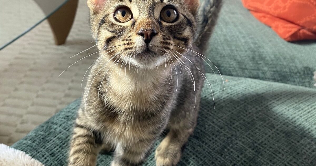 Austin Pets Alive! | Chicken Enchilada