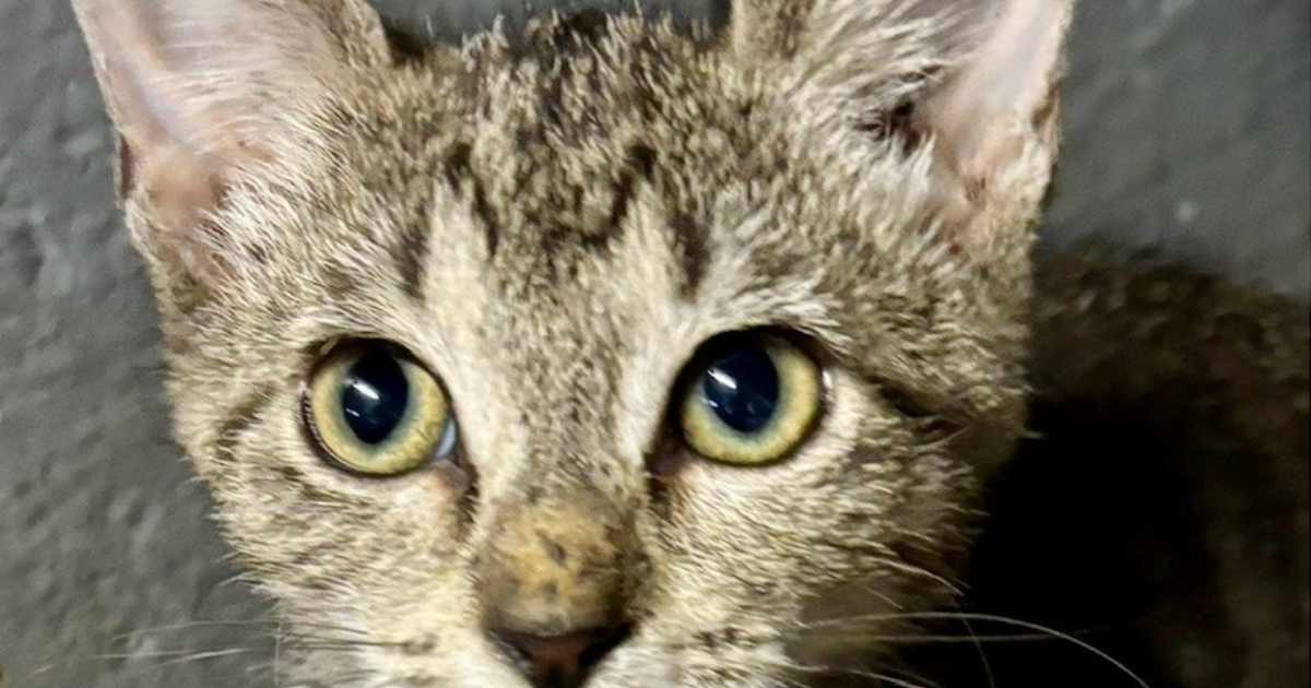 Austin Pets Alive! | Nova Scotia