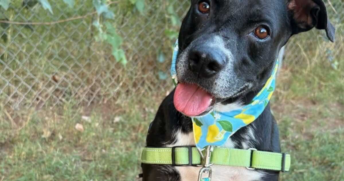 Austin Pets Alive! | Applebees