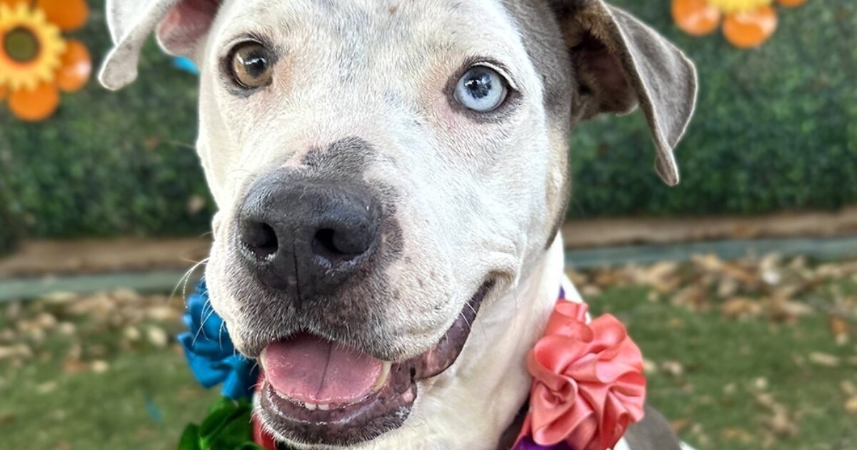 Austin Pets Alive! | Bowtie