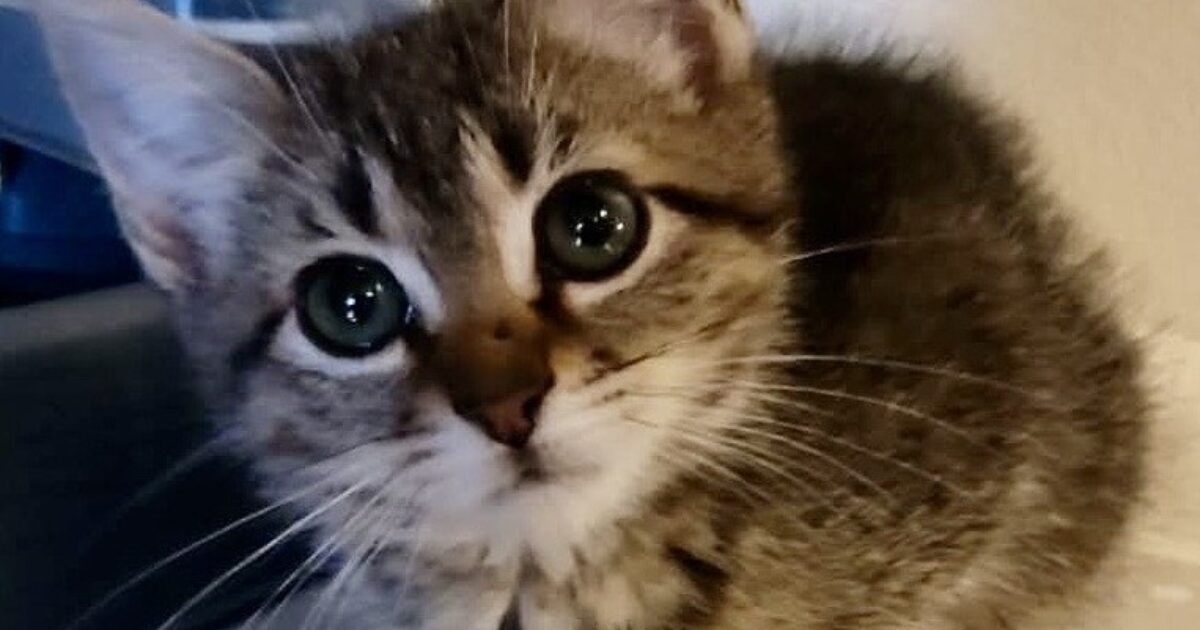 Austin Pets Alive! | Equilibrium