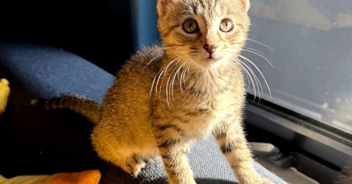 Austin Pets Alive! | Italian Meatball 17