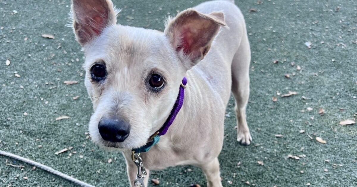 Austin Pets Alive! | Estella