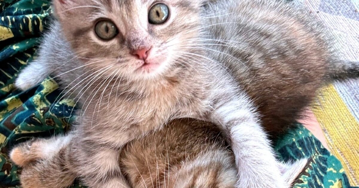 Austin Pets Alive! | Robo Moonwalker 21