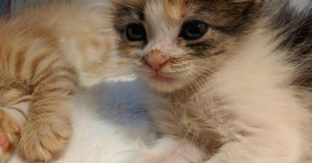 Austin Pets Alive! | Zap 26