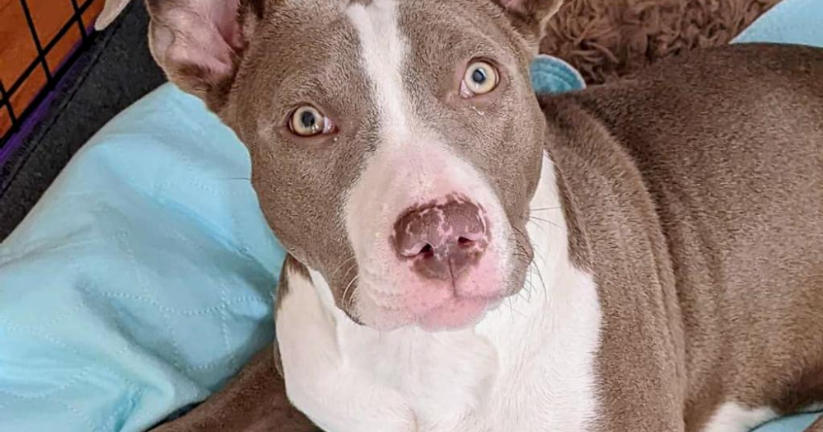Austin Pets Alive! | Shea Butter