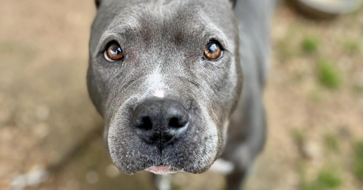 Austin Pets Alive! | Moonlight
