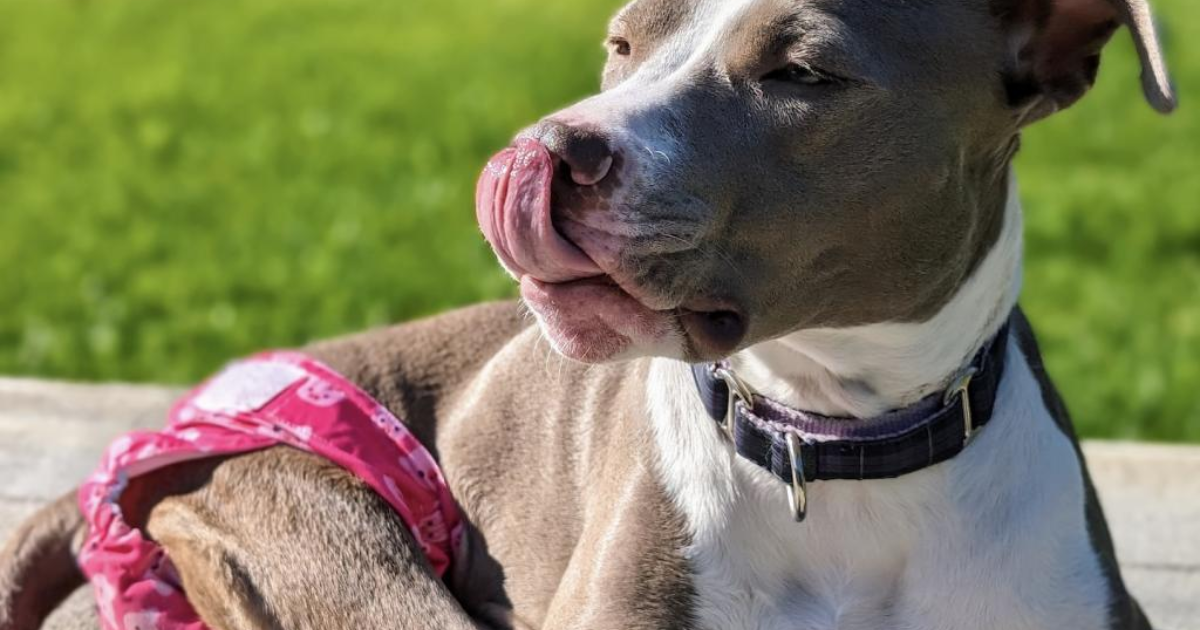 Austin Pets Alive! | Shea Butter