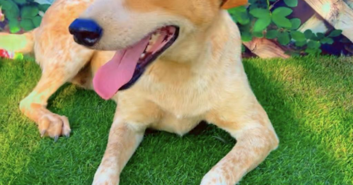 Austin Pets Alive! | Cocco
