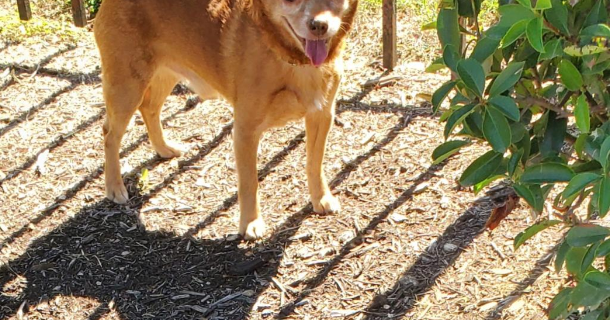 Austin Pets Alive! | Raul Hayes
