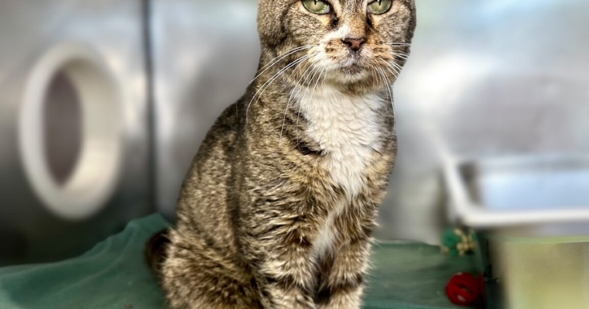 Austin Pets Alive! | Bacon Bit