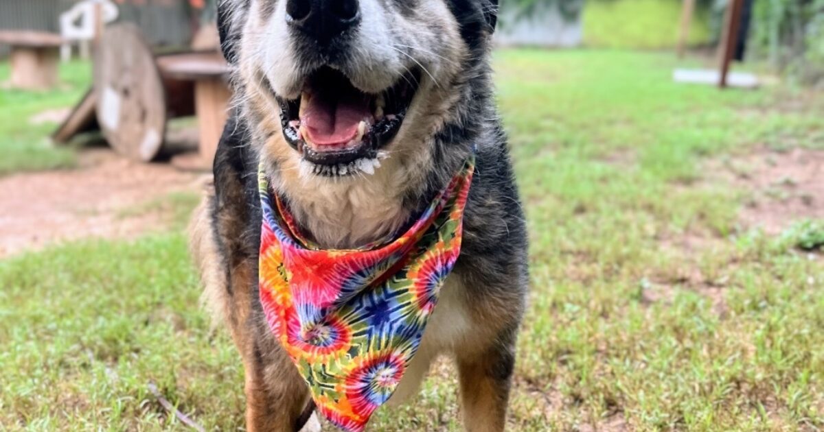 Austin Pets Alive! | Fondue Platter