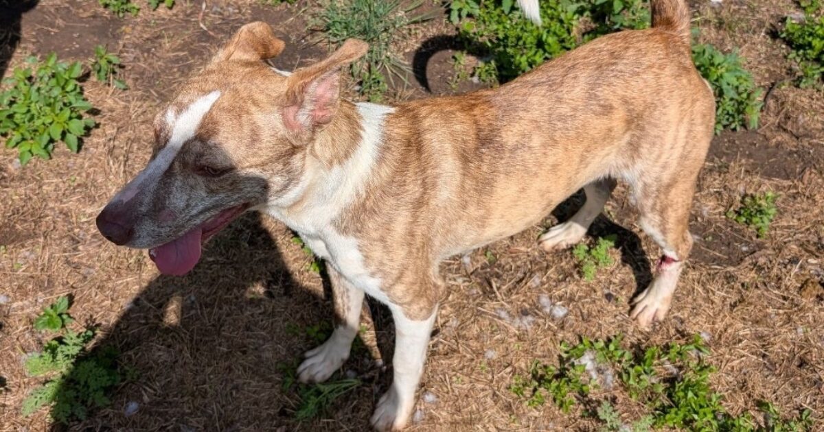 Austin Pets Alive! | Josie