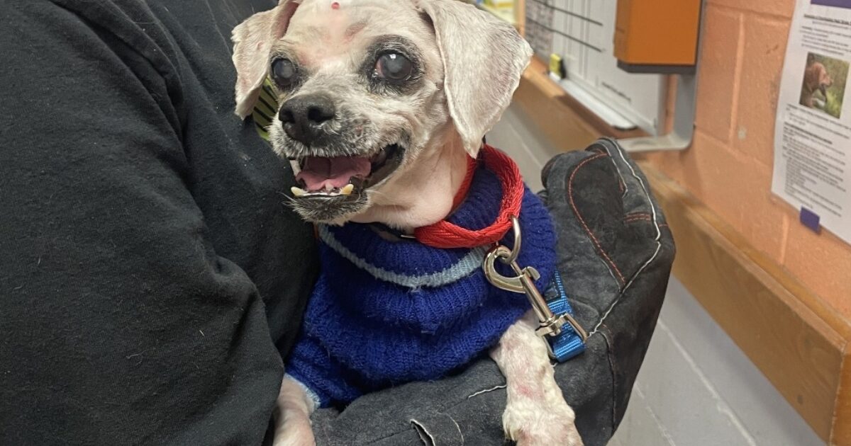 Austin Pets Alive! | Bubble Boy