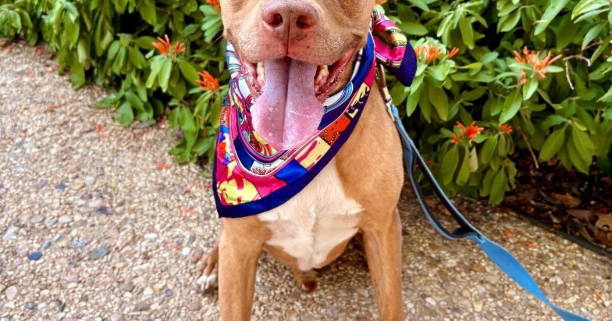 Austin Pets Alive! | Tank