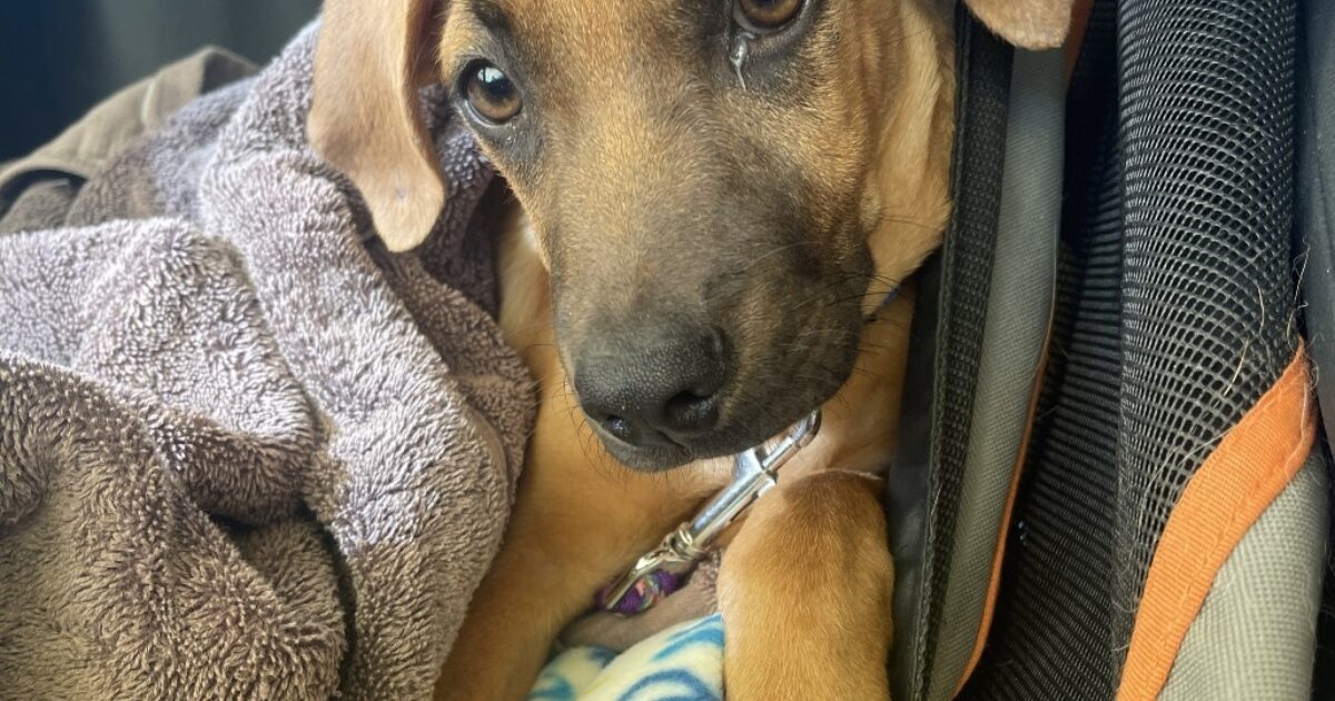 Austin Pets Alive! | Macho