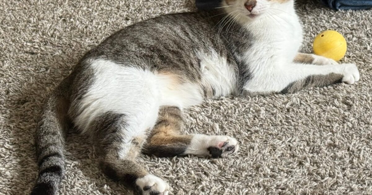 Austin Pets Alive! | Penelope