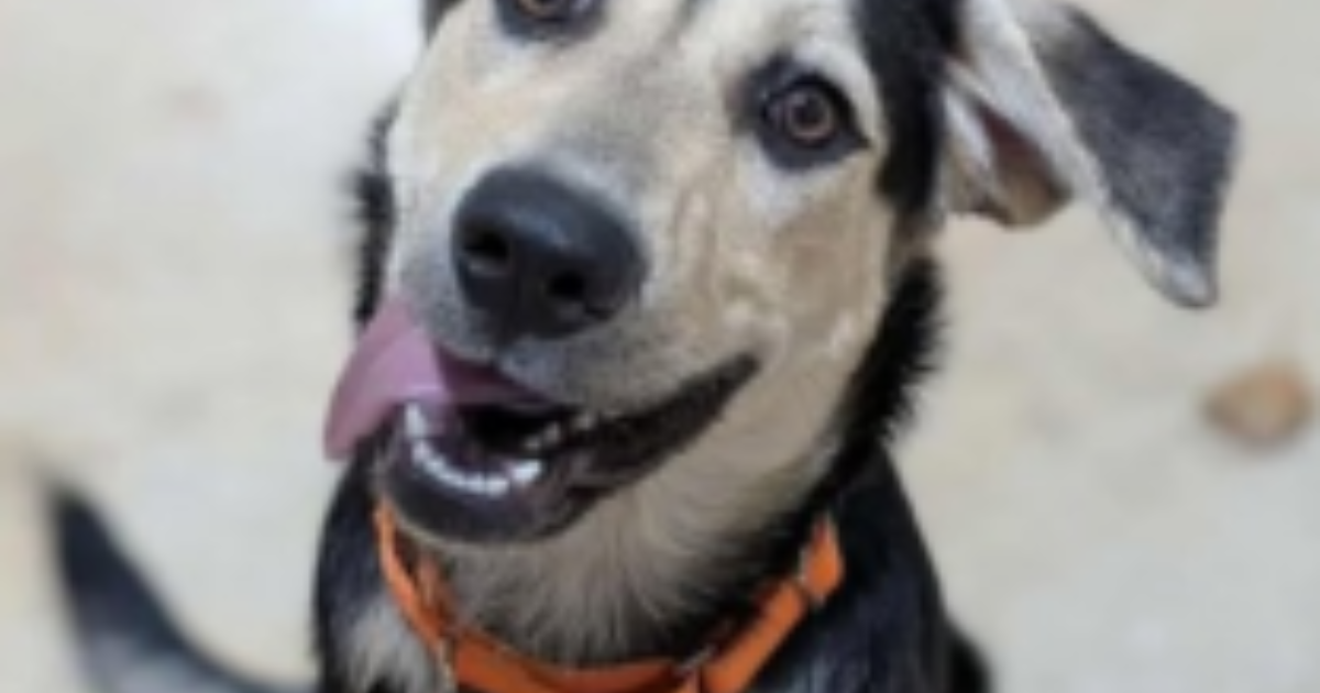 Austin Pets Alive! | Kevin