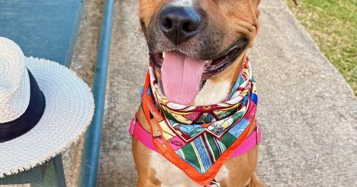 Austin Pets Alive! | Tomlin