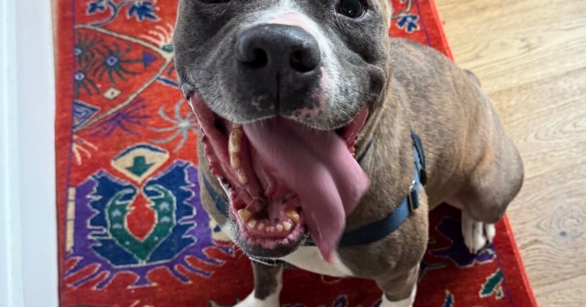 Austin Pets Alive! | Picasso