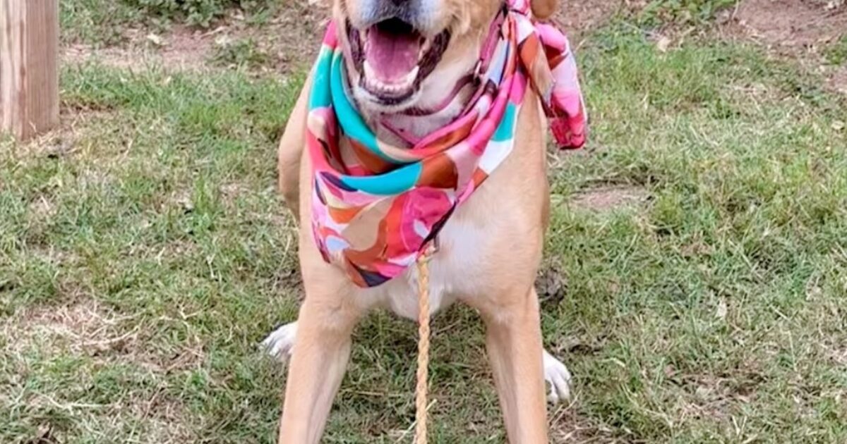 Austin Pets Alive! | Mila