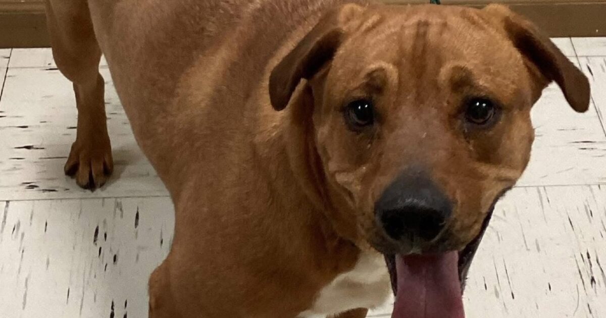 Austin Pets Alive! | Toggle