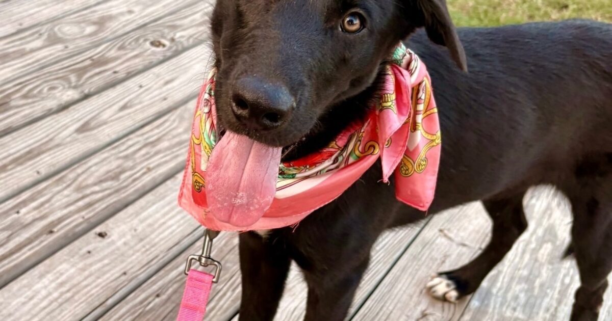 Austin Pets Alive! | Snips