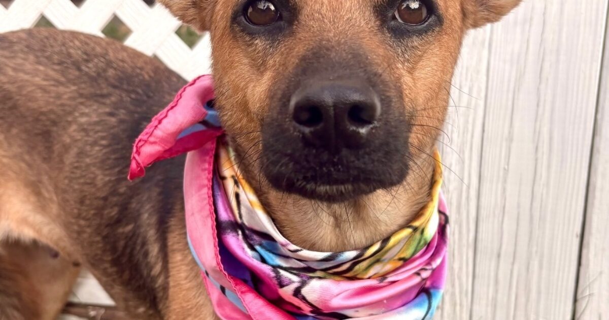 Austin Pets Alive! | Hope the Unbroken