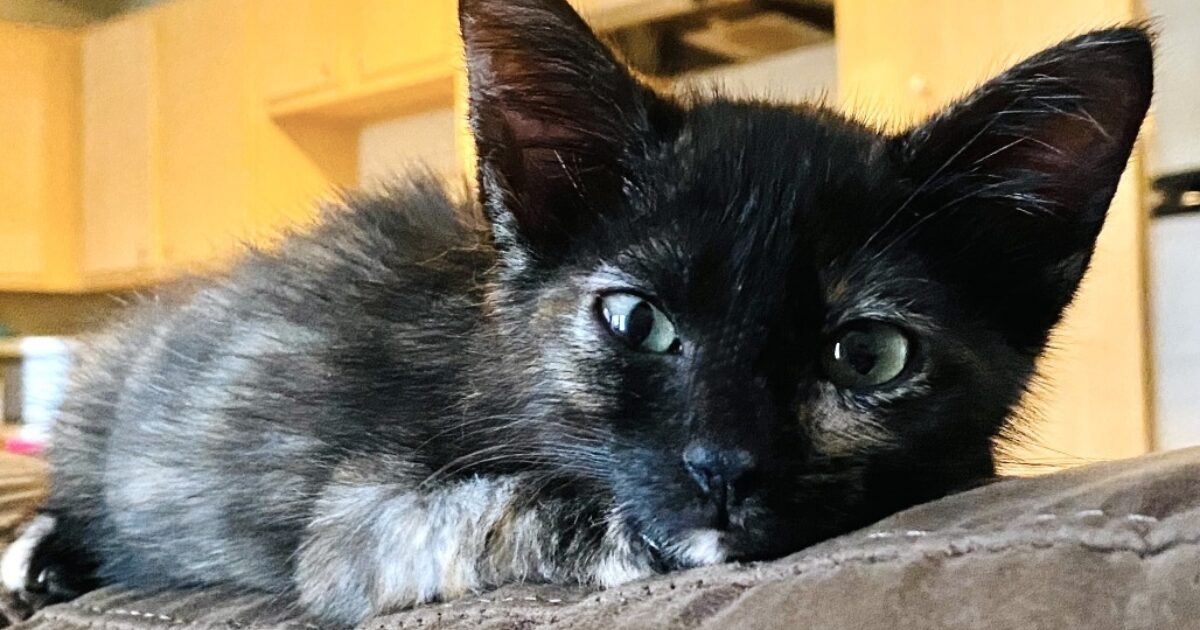 Austin Pets Alive! | Kam Pam 19