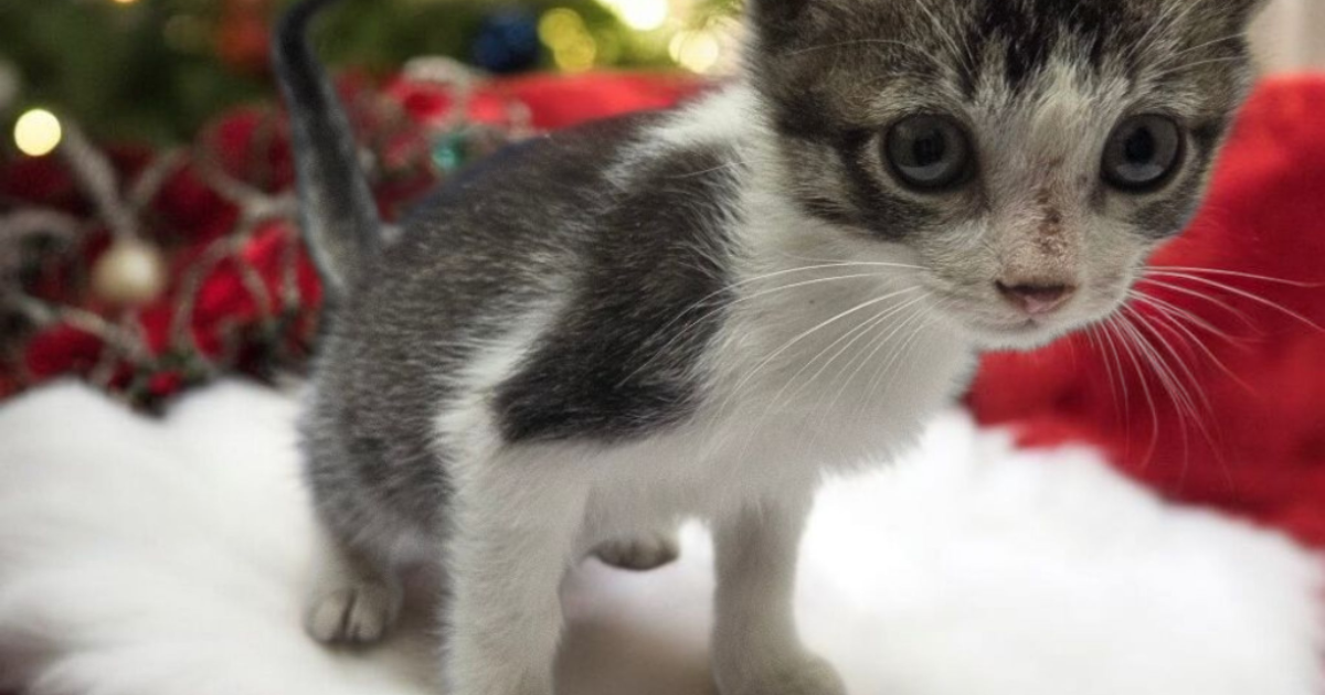 Austin Pets Alive! | Cause Im A Zinger