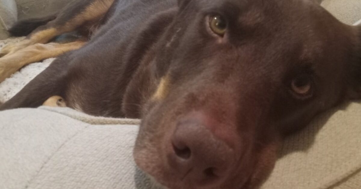 Austin Pets Alive! | Lobo Motion