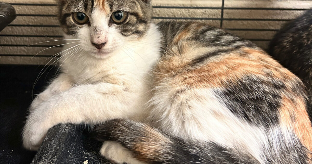 Austin Pets Alive! | Major Triad