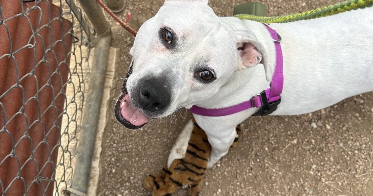 Austin Pets Alive! | Angie