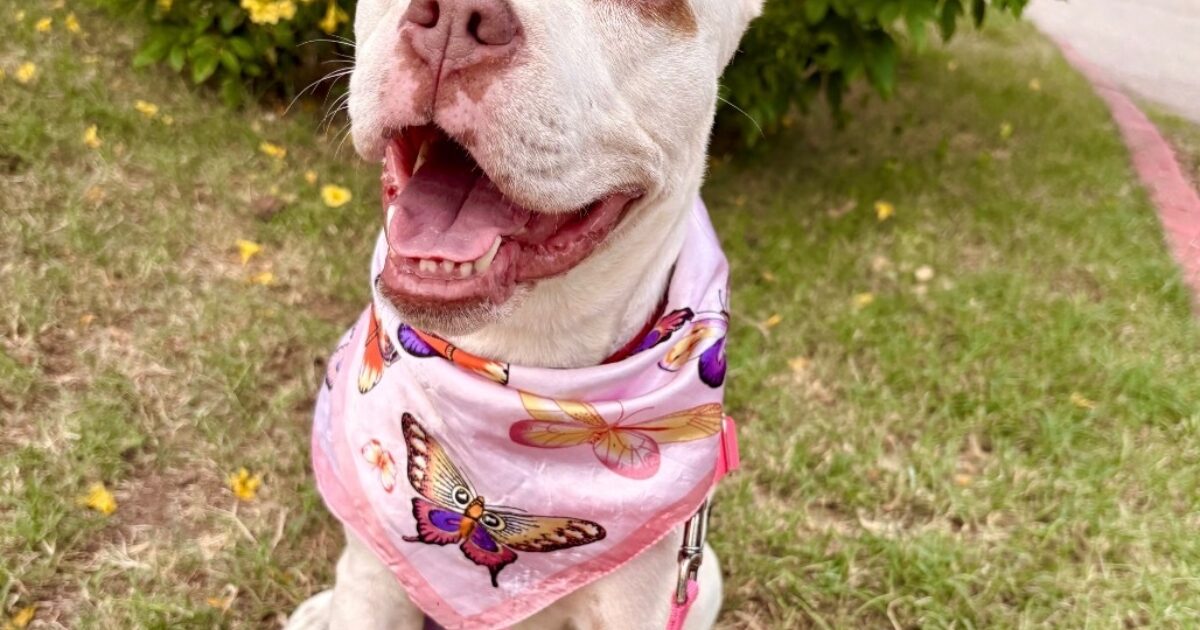Austin Pets Alive! | Snowflake