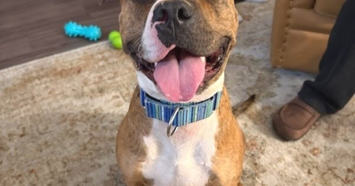Austin Pets Alive! | Timothy