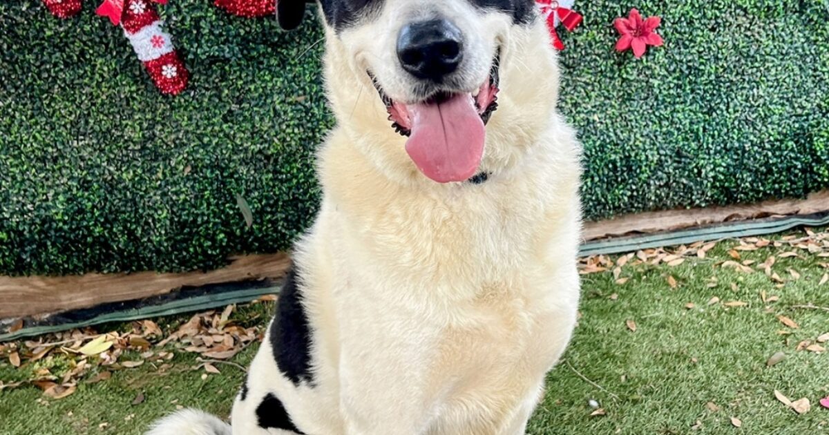 Austin Pets Alive! | Shep