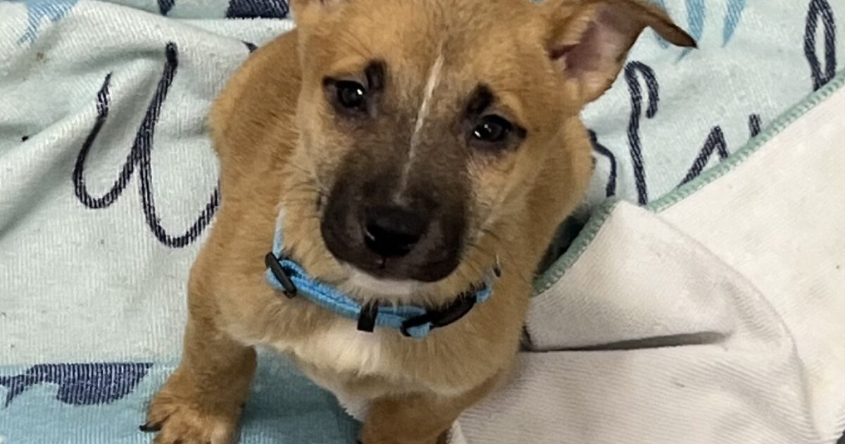 Austin Pets Alive! | Confetti Countdown