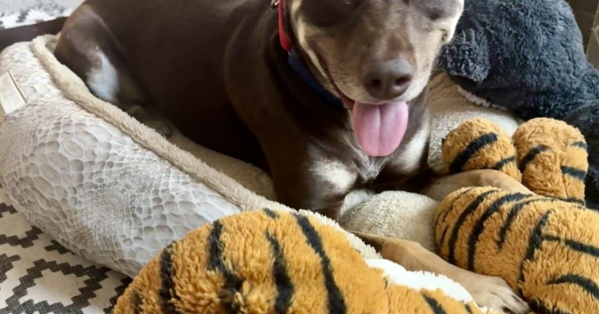 Austin Pets Alive! | Magic Conch