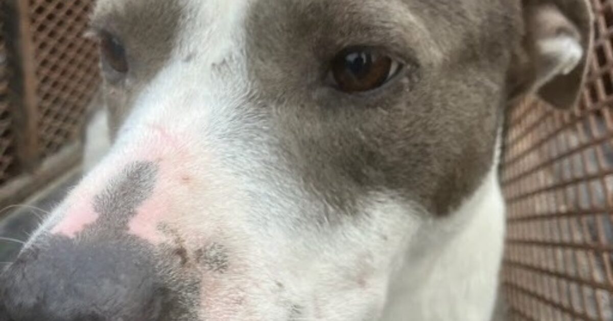Austin Pets Alive! | Sterling