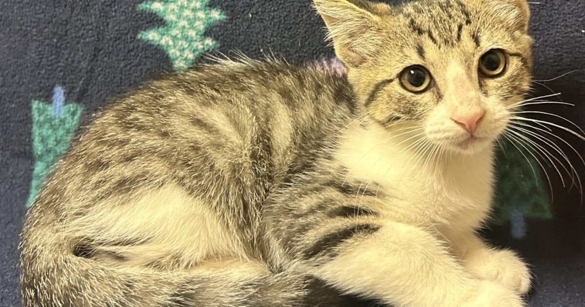 Austin Pets Alive! | Joanie