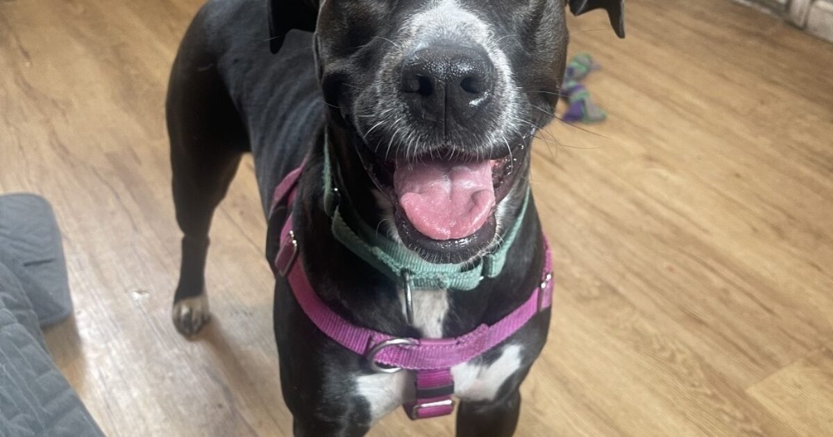 Austin Pets Alive! | Vivian