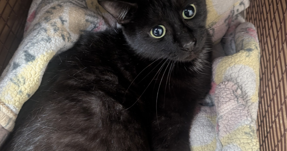 Austin Pets Alive! | Candy Land