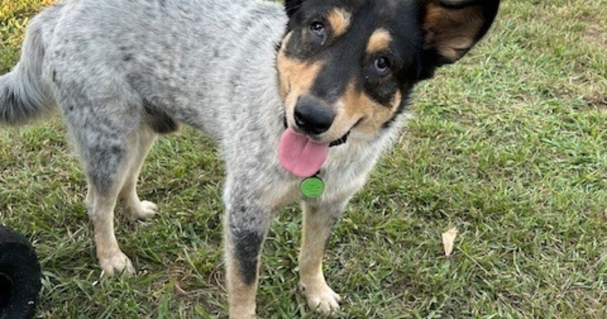 Austin Pets Alive! | LaCroix