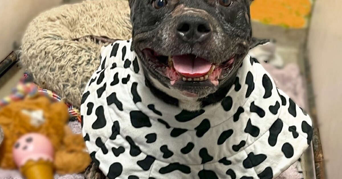 Austin Pets Alive! | Tenzy